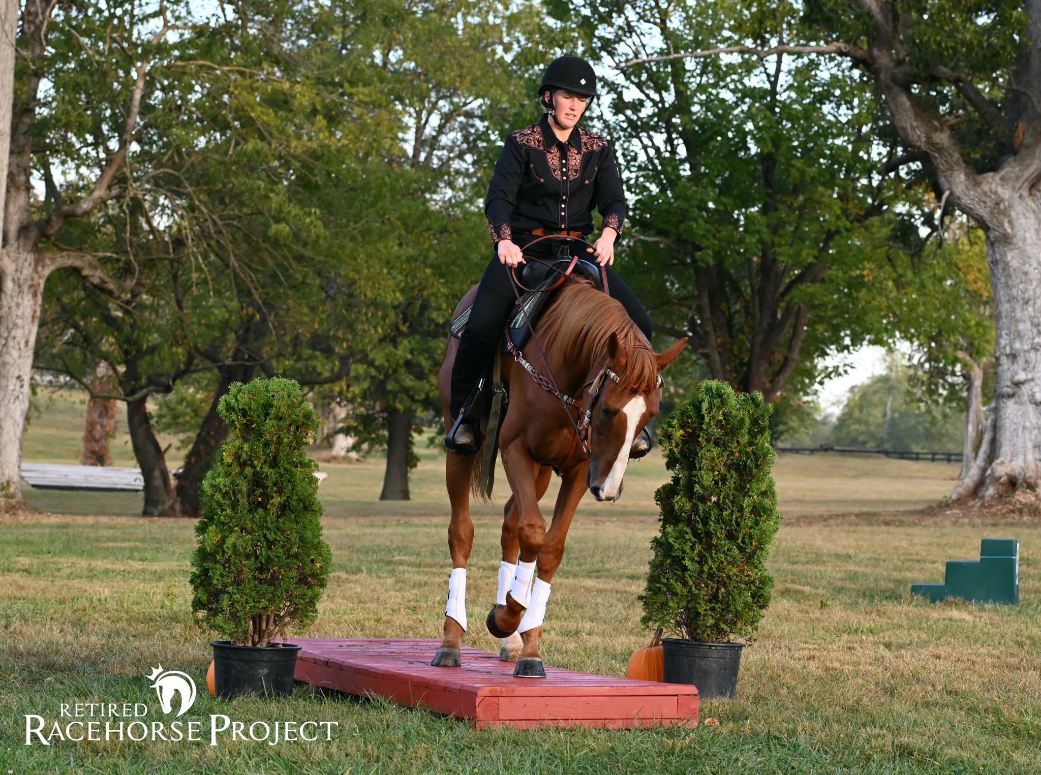 Help Horses like Red King This November - CARMA