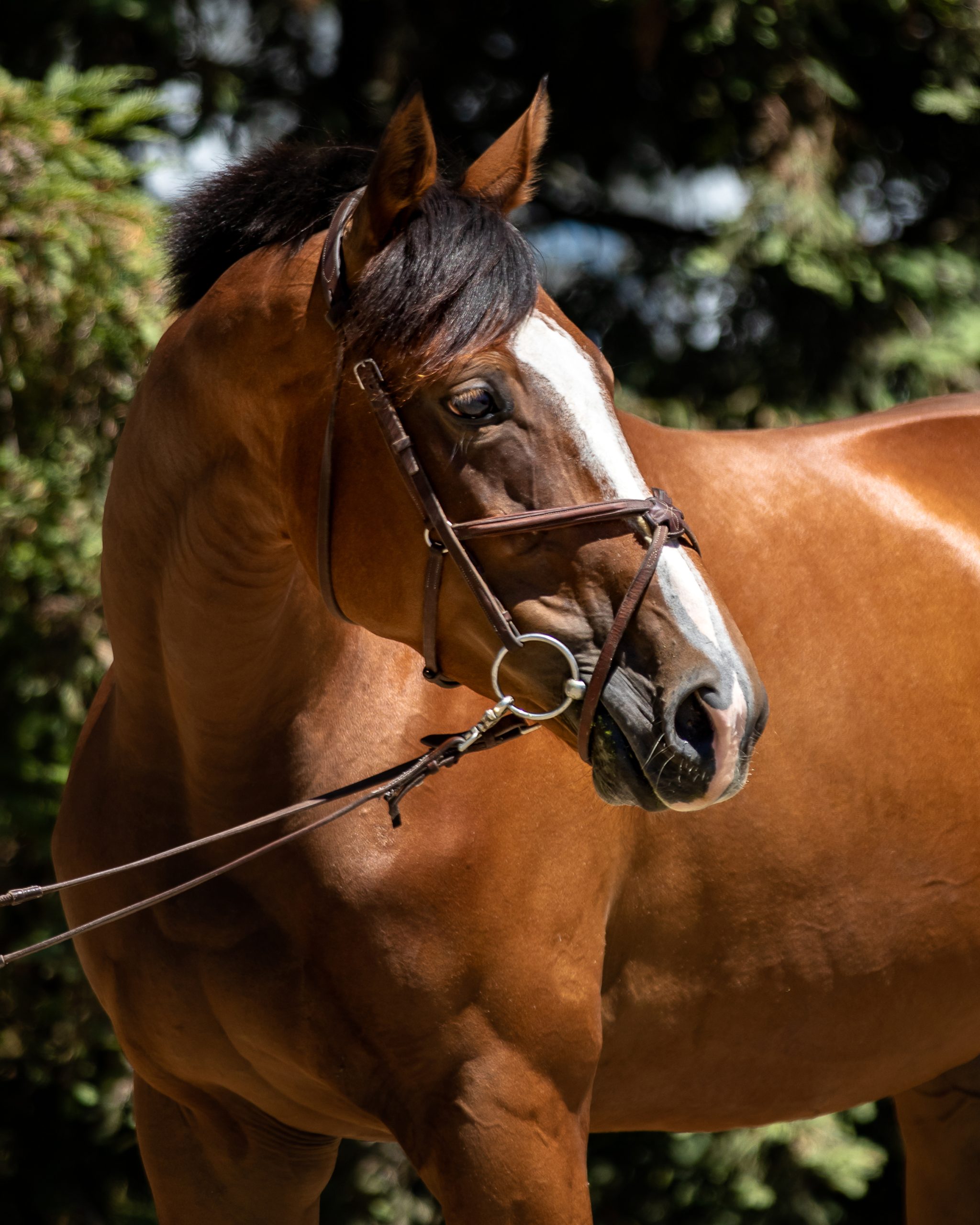CARMA Expands Thoroughbred Placement Program with Significant Growth ...
